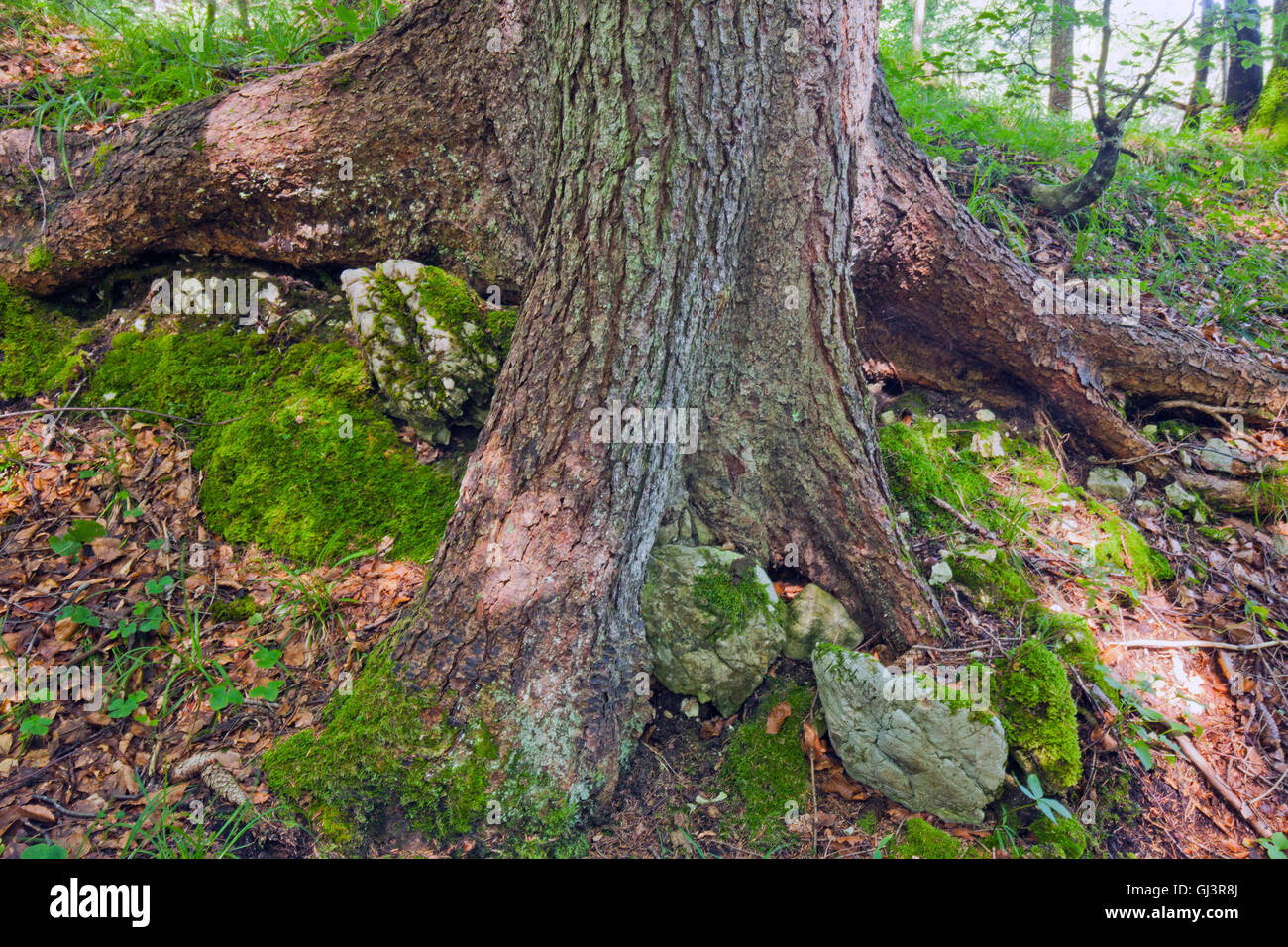 strong root of spruce Stock Photo - Alamy