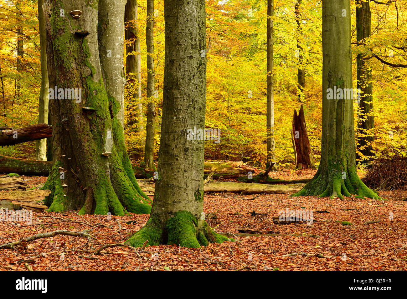 nearly natural mixed deciduous forest with old oaks and beeches in ...
