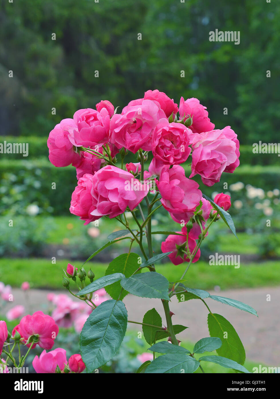 Bright pink roses in the garden Stock Photo - Alamy
