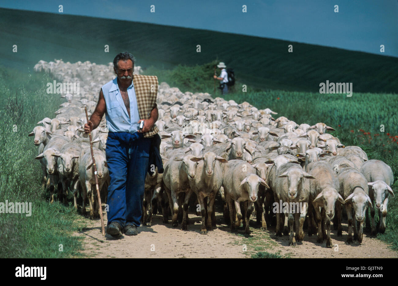 How Does A Shepherd Lead Sheep