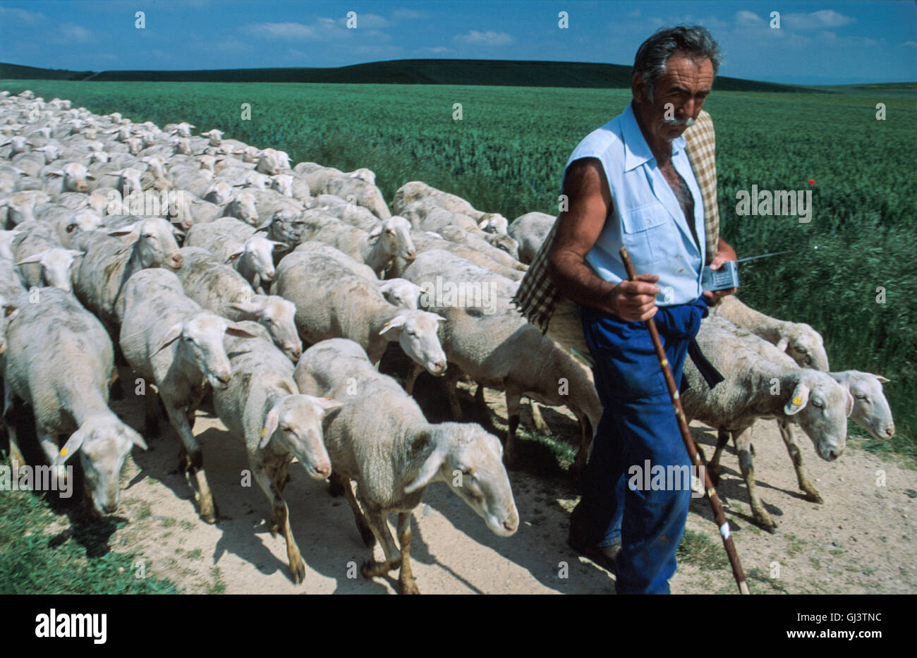 Radio listening shepherd leads his flock of sheep along the Camino path ...