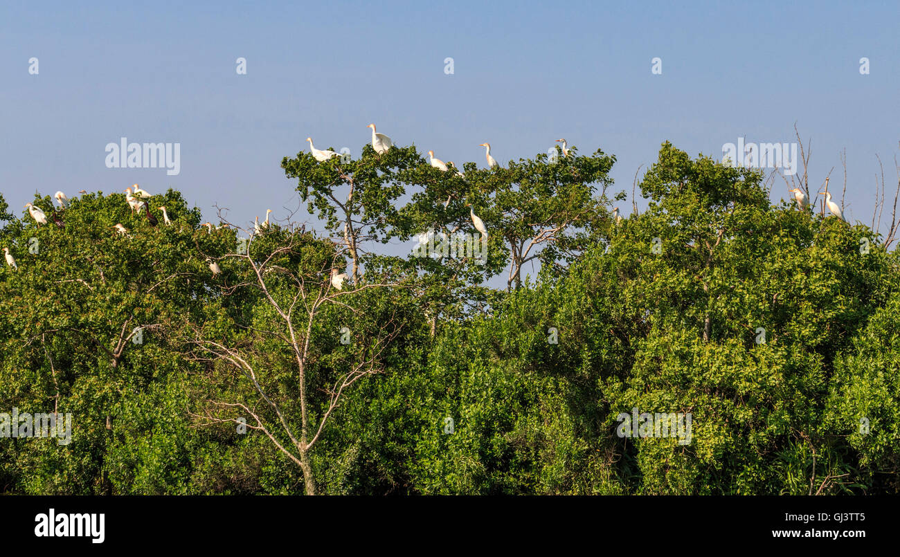 Cattle egrets, sitting in trees during breeding season with orange ...