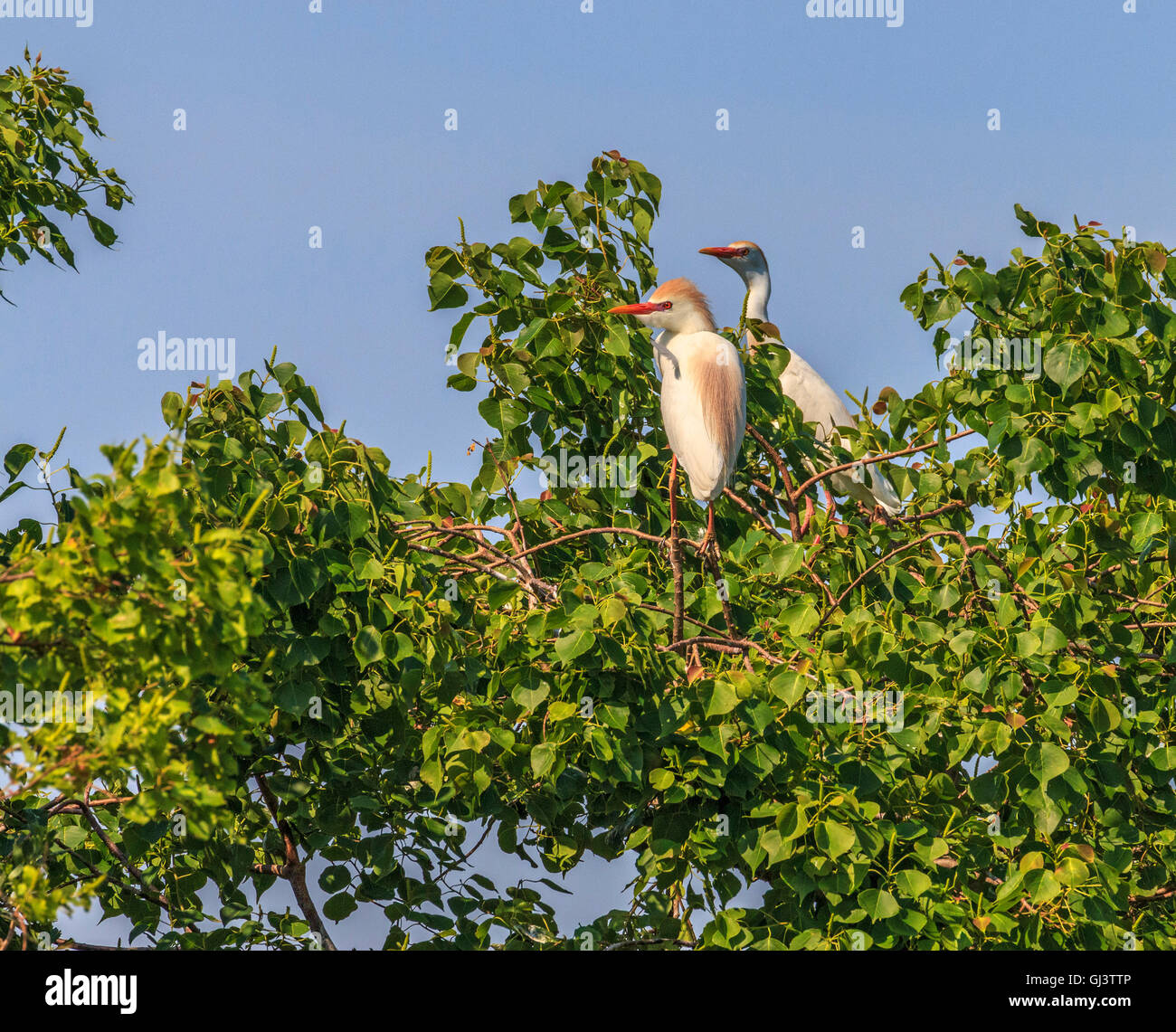 The cattle egret during breeding season with orange plumage visible on ...