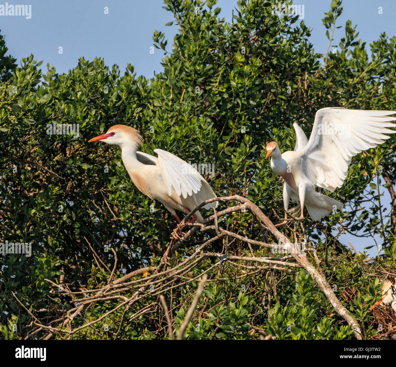 Cattle egret breeding plumage hi-res stock photography and images - Alamy