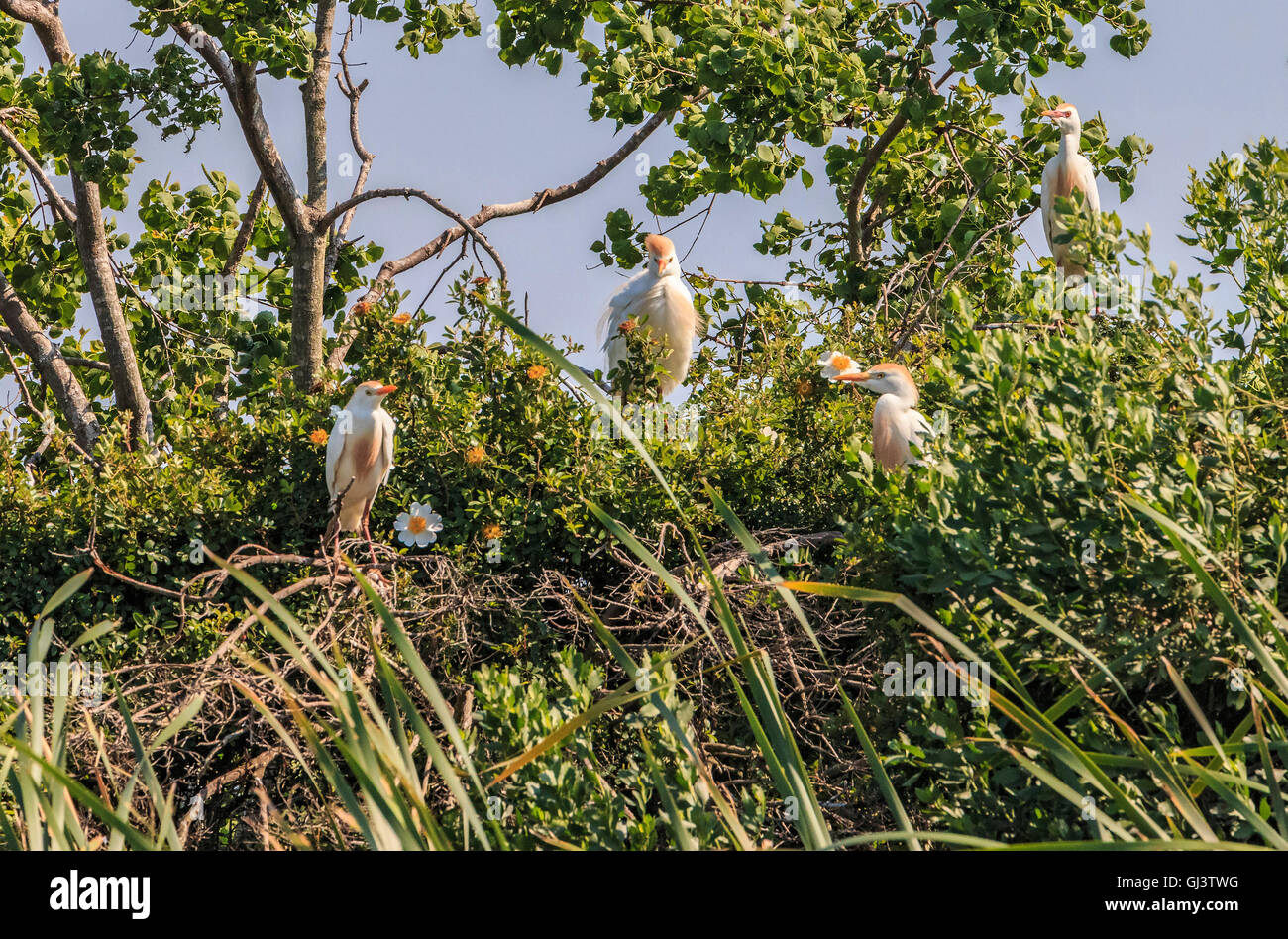 The cattle egret during breeding season with orange plumage visible on ...