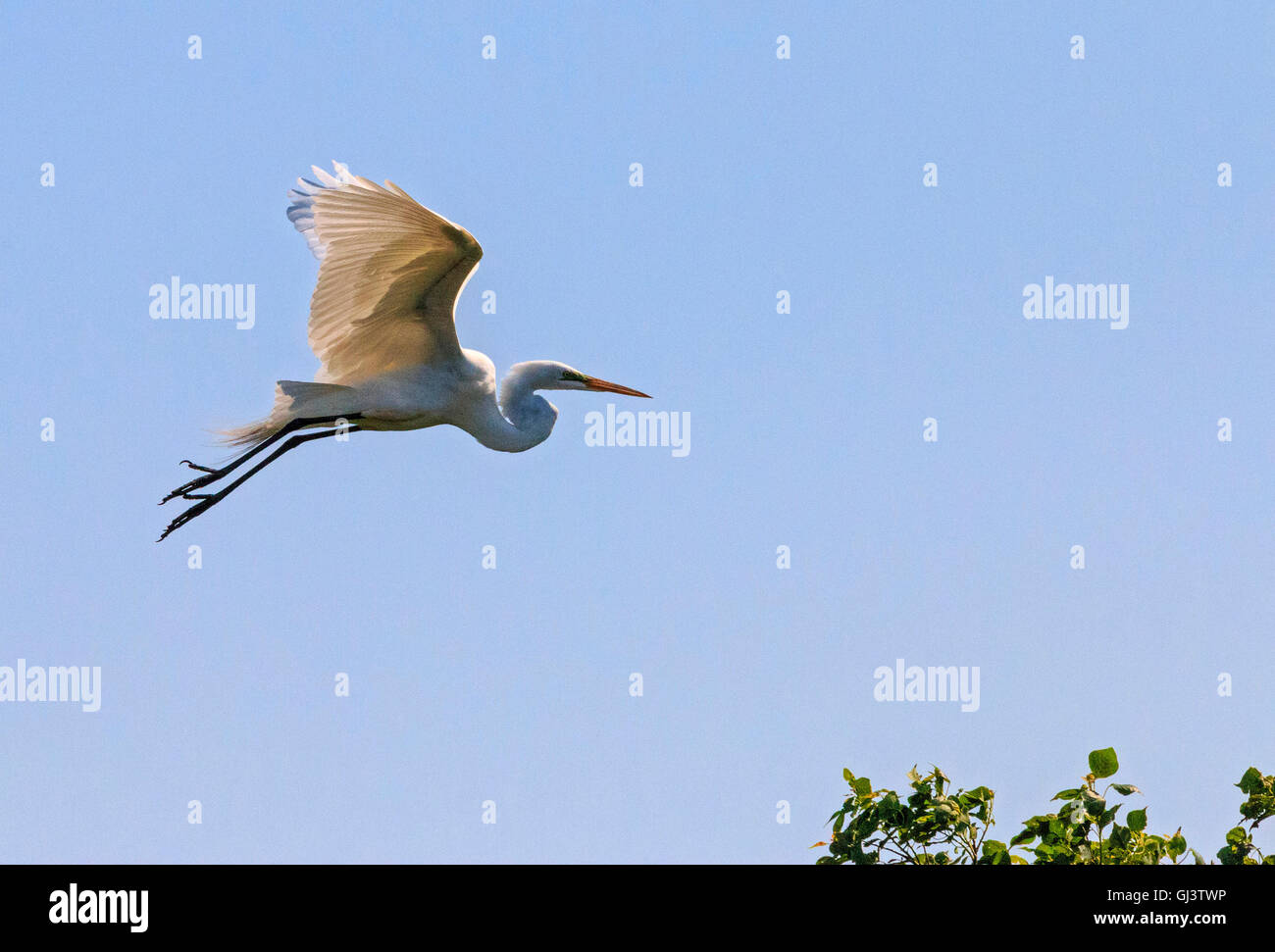 The great egret (Ardea alba), also called common egret, large egret or ...
