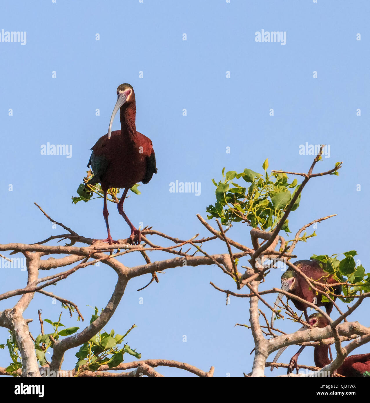 Glossy ibis sitting on a tree branch in a SW Louisiana swamp Stock ...
