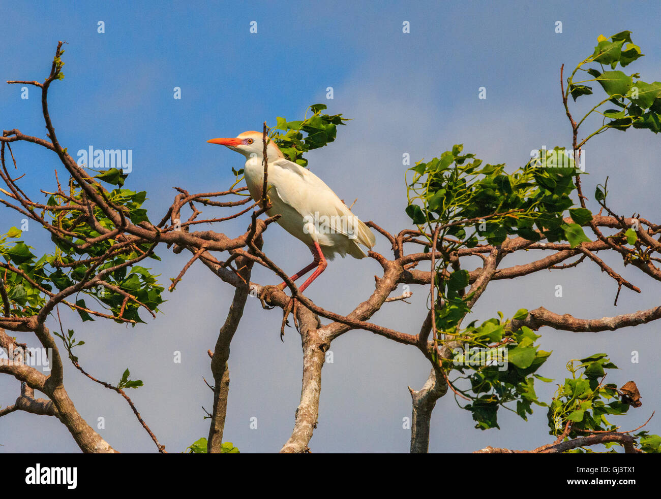 The cattle egret during breeding season with orange plumage visible on ...
