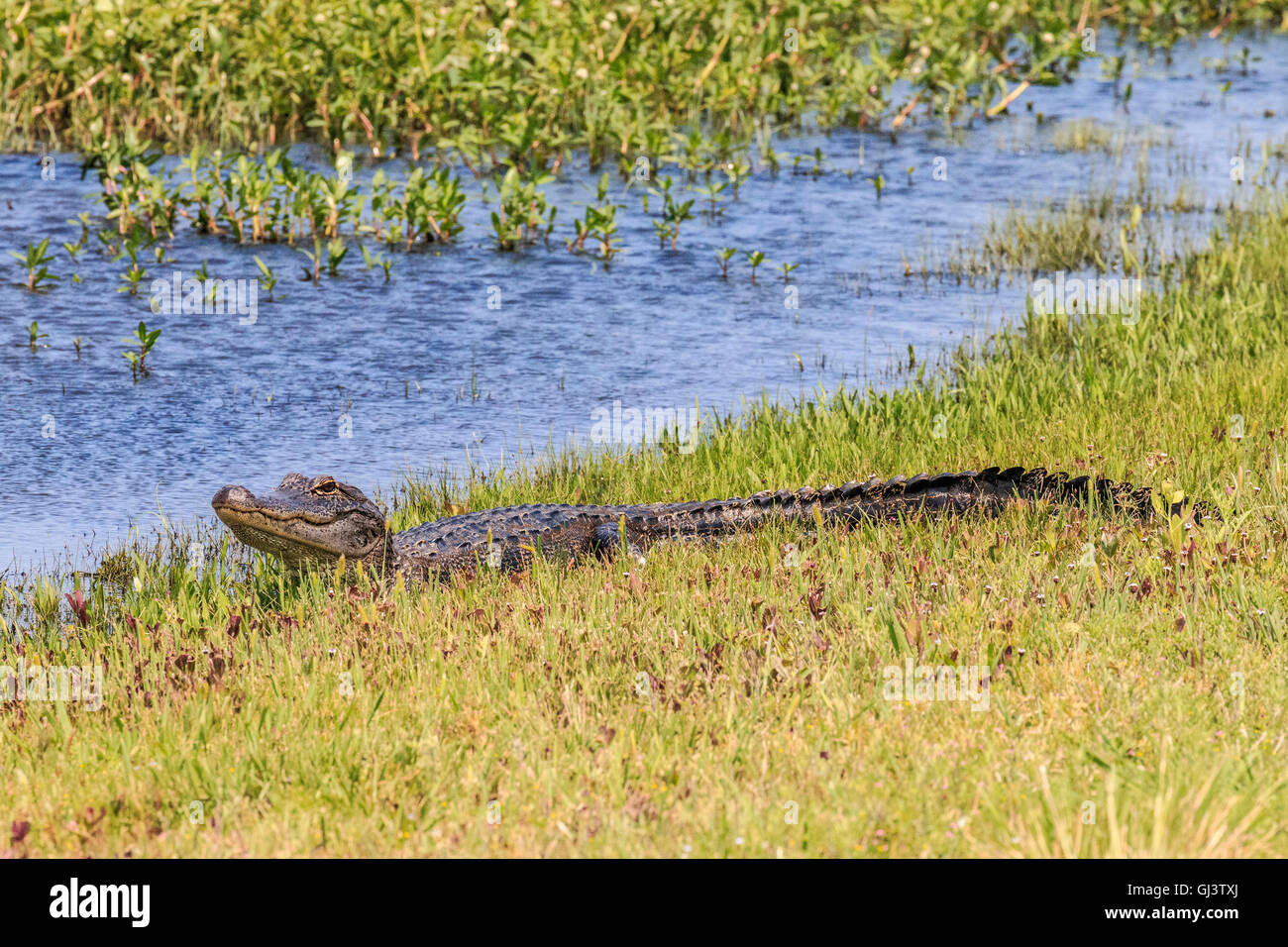 Alligator seen sunning itself on marsh bank during drive along three ...