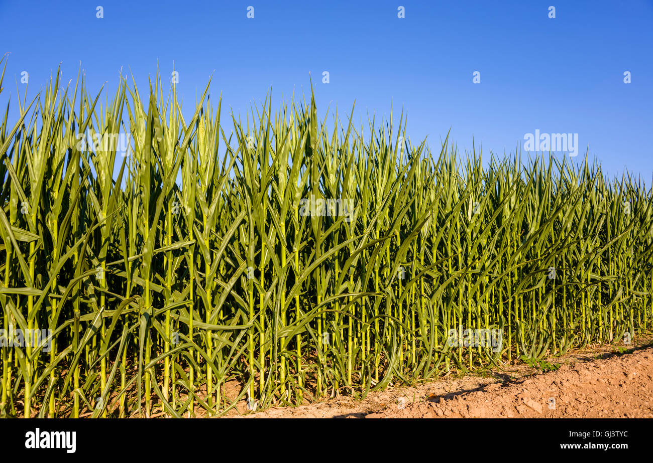 Crop cornfield hi-res stock photography and images - Alamy