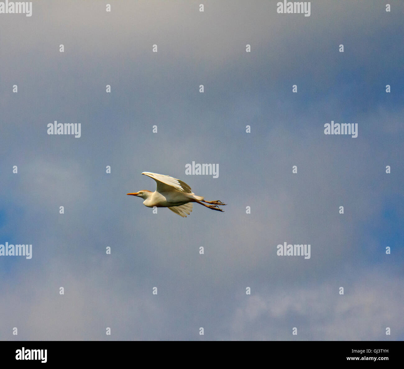 Cattle heron hi-res stock photography and images - Alamy