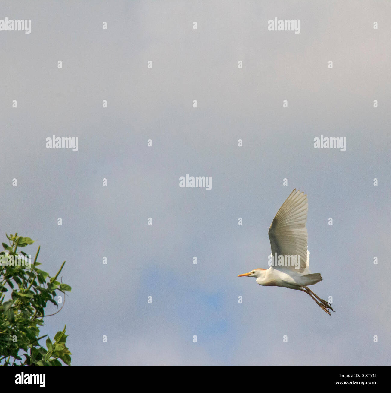 Cattle egret during breeding season with orange plume on its head and ...