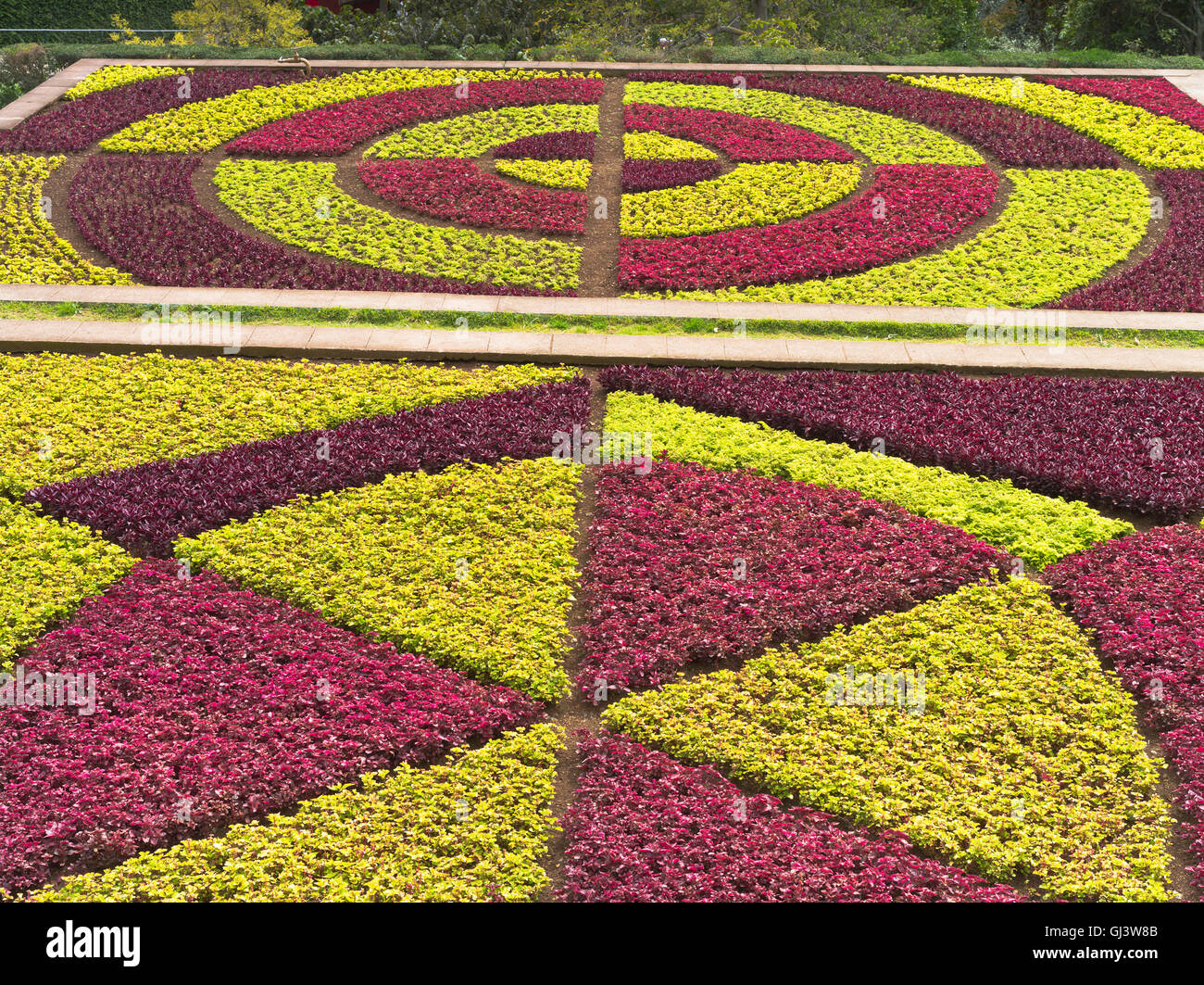 dh Botanical Gardens FUNCHAL MADEIRA Pattern hedge plant mosaic ...