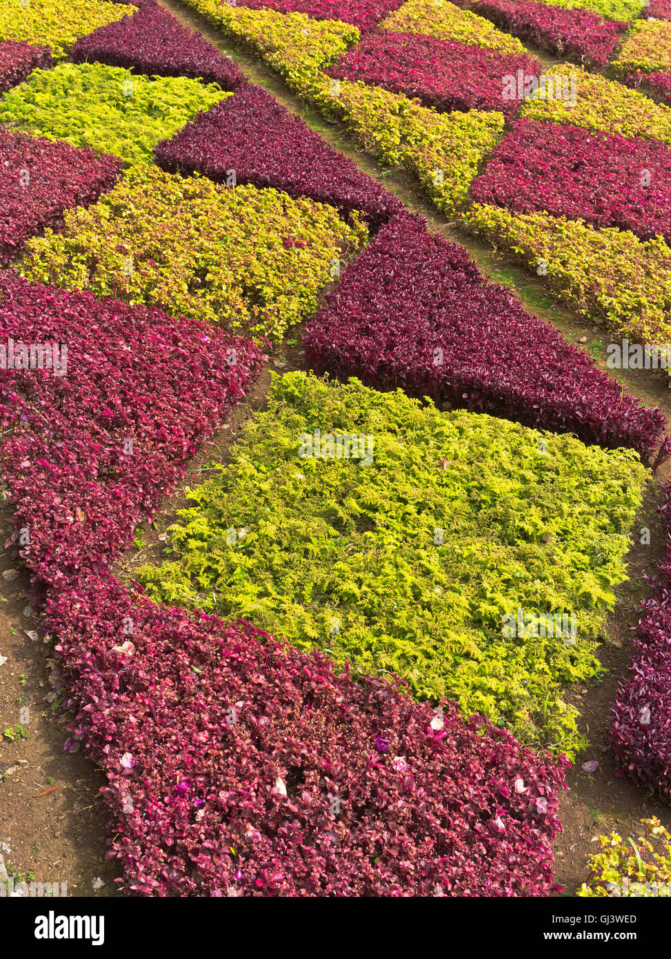 dh Botanical Gardens FUNCHAL MADEIRA Pattern hedge plant mosaic ...