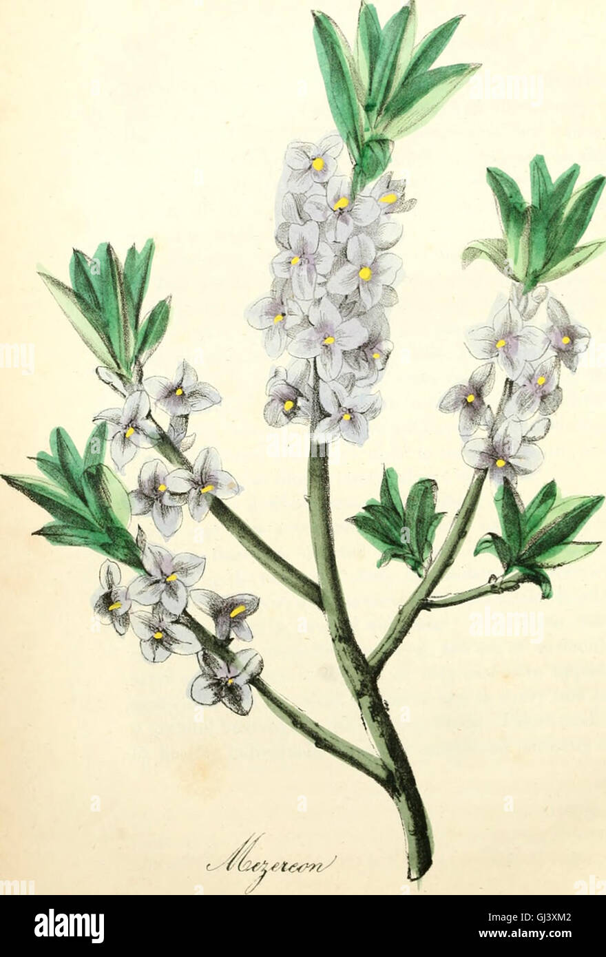 This comprehensive work explores the flora of the United States ...