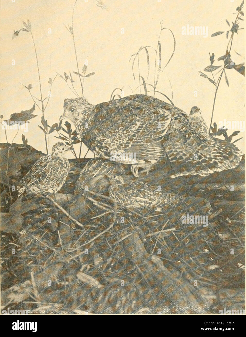 'American Game-Bird Shooting' (1910) offers a guide to hunting game ...