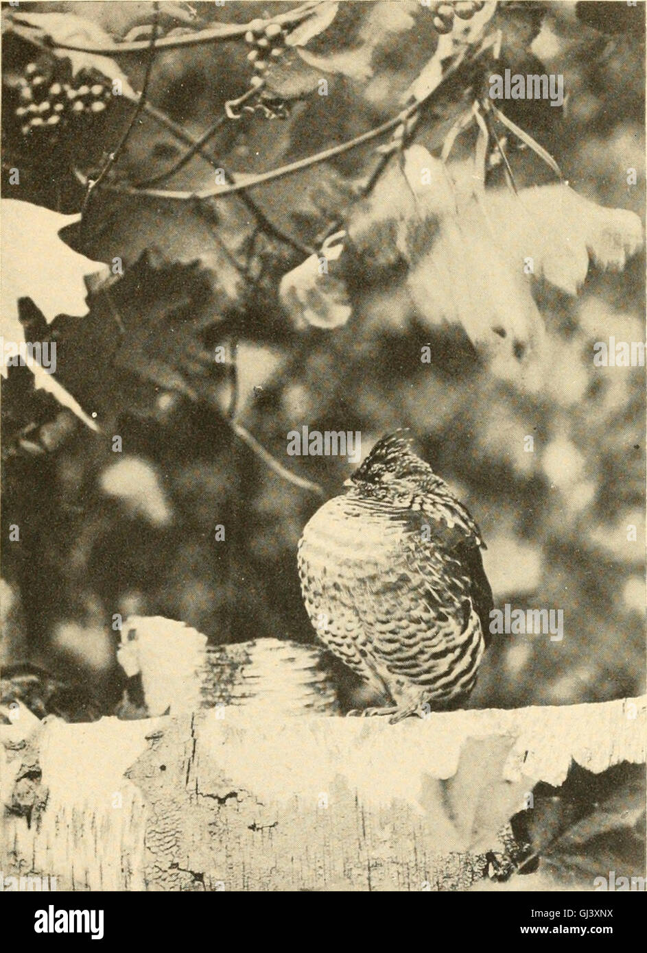 A 1910 guide on the sport of game-bird shooting in America, detailing ...