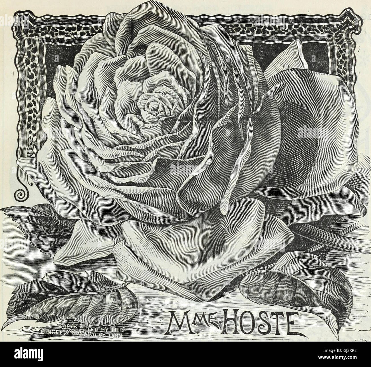 *Our New Guide to Rose Culture* (1891) provides comprehensive ...