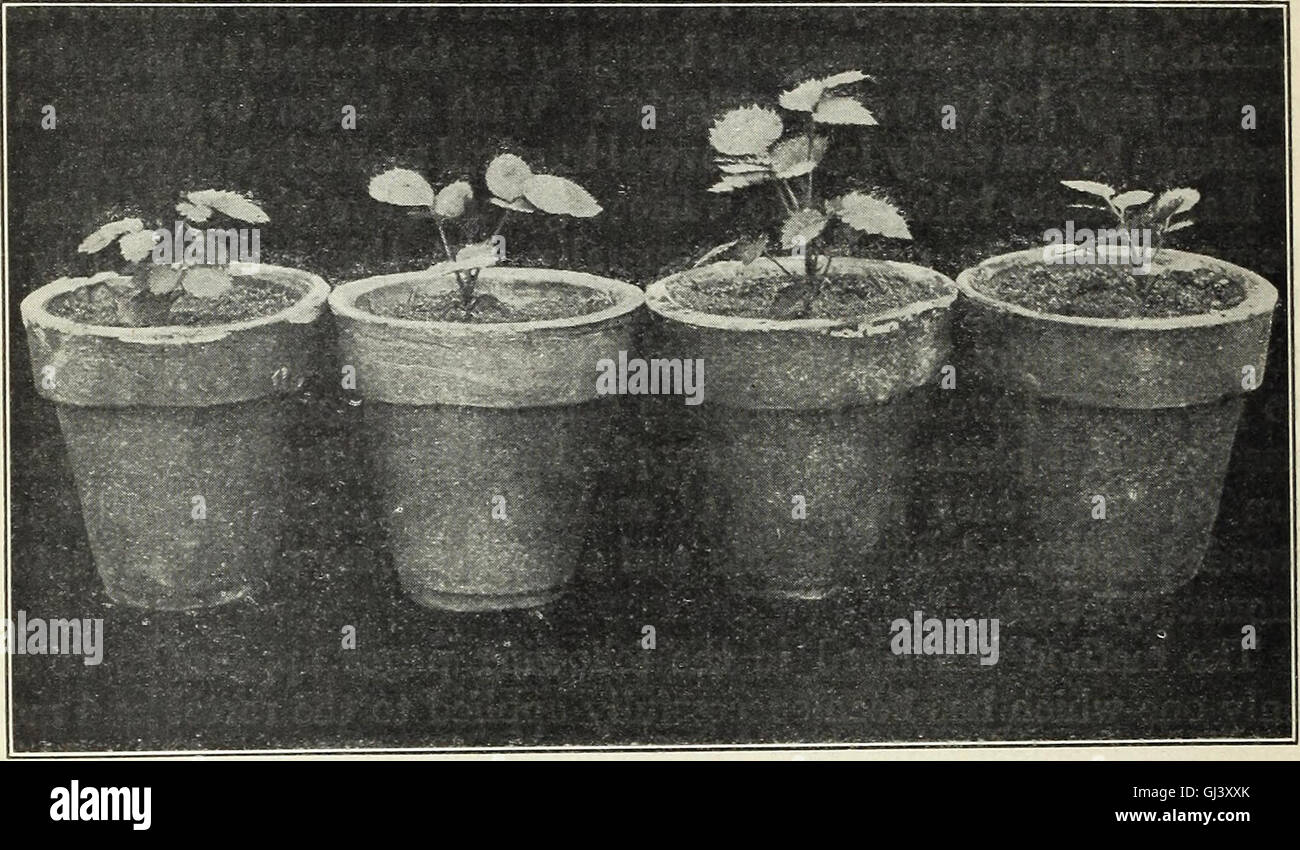 A 1911 agricultural guide discussing the seedling-inarch and nurse ...