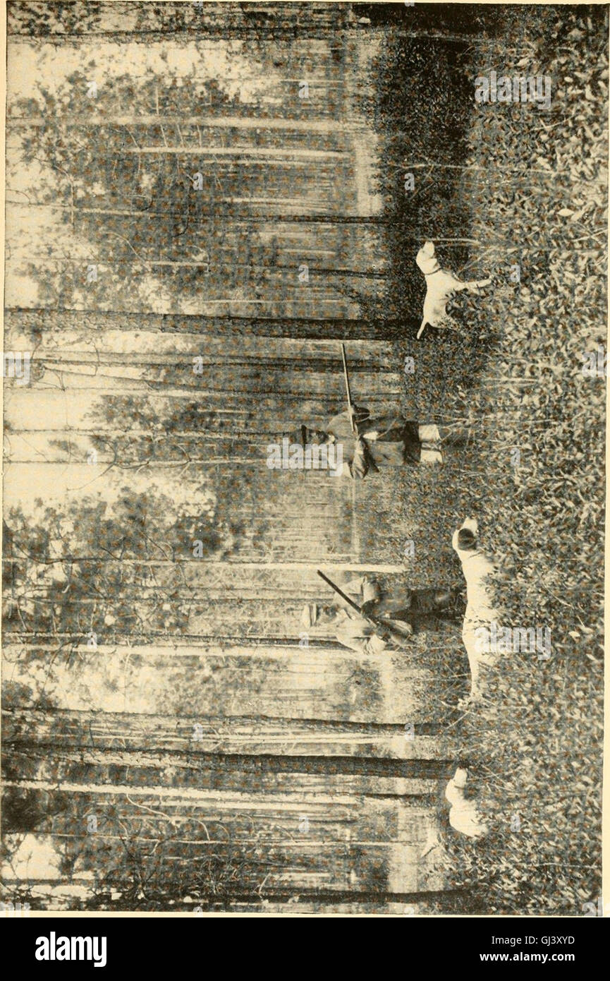 American Game-Bird Shooting (1910) covers the techniques, regulations ...