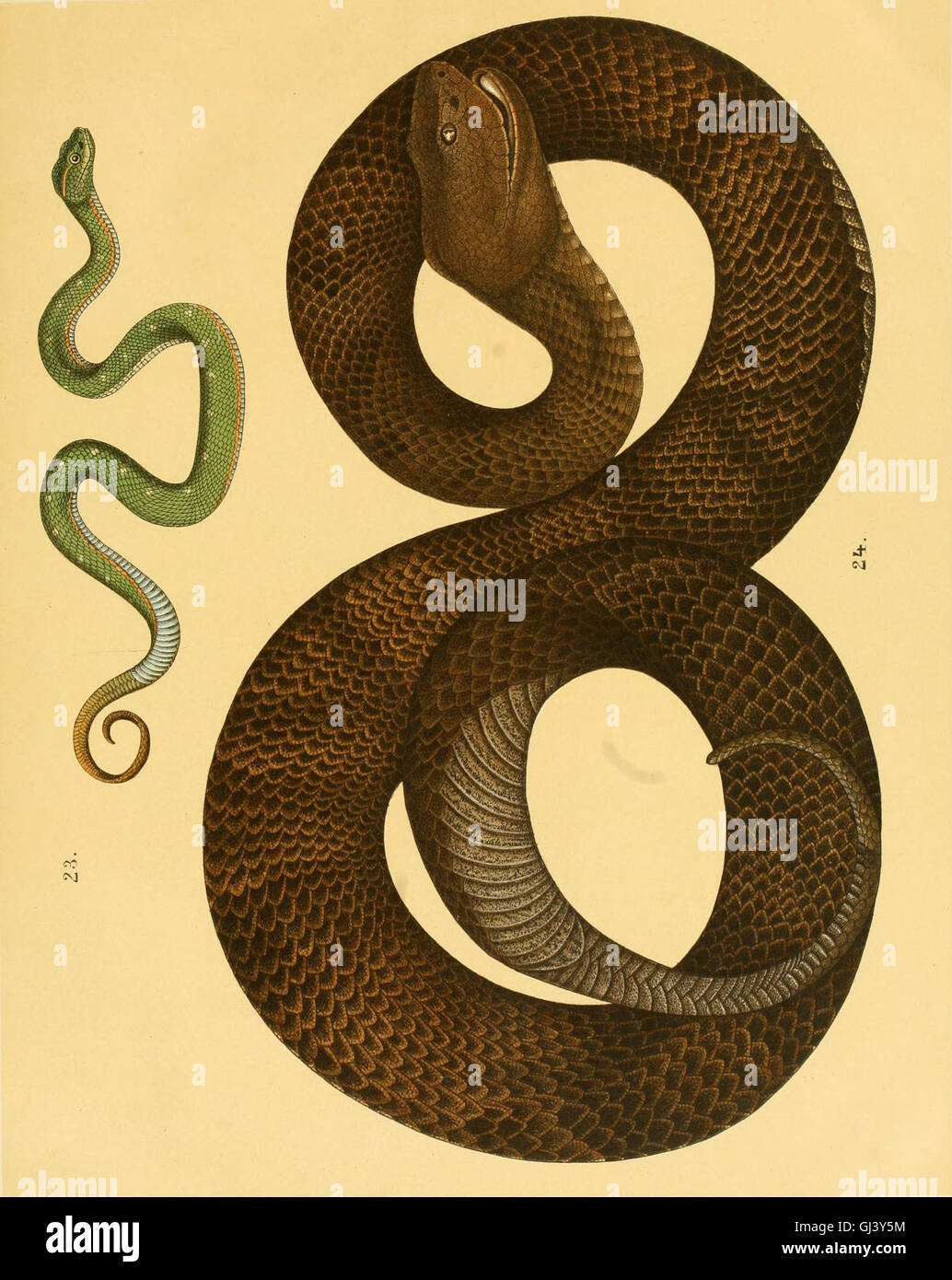 Met een verhandeling over de verschijnselen en over de behandeling van ...