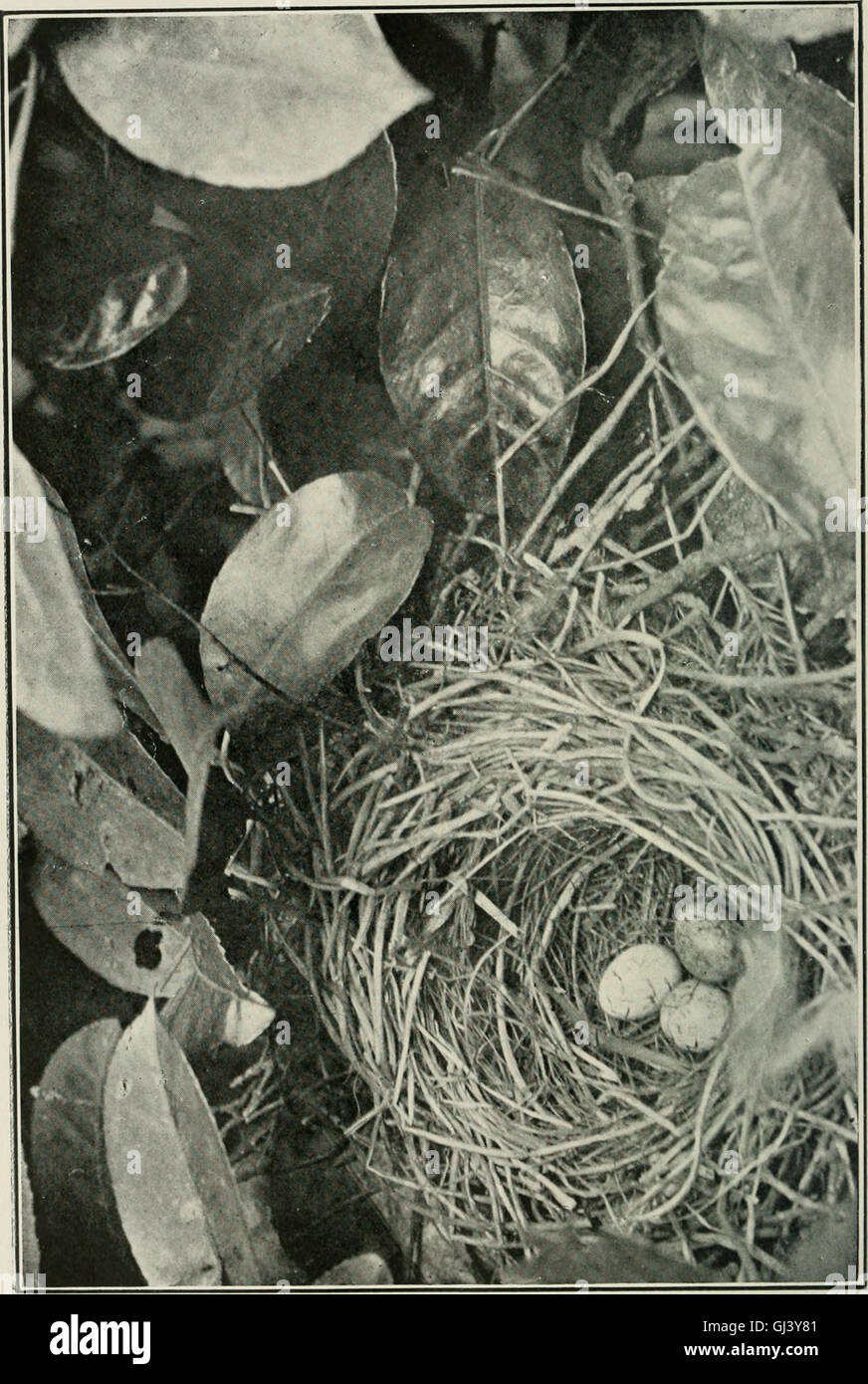 A collection of notes from 1916 documenting bird sightings and ...