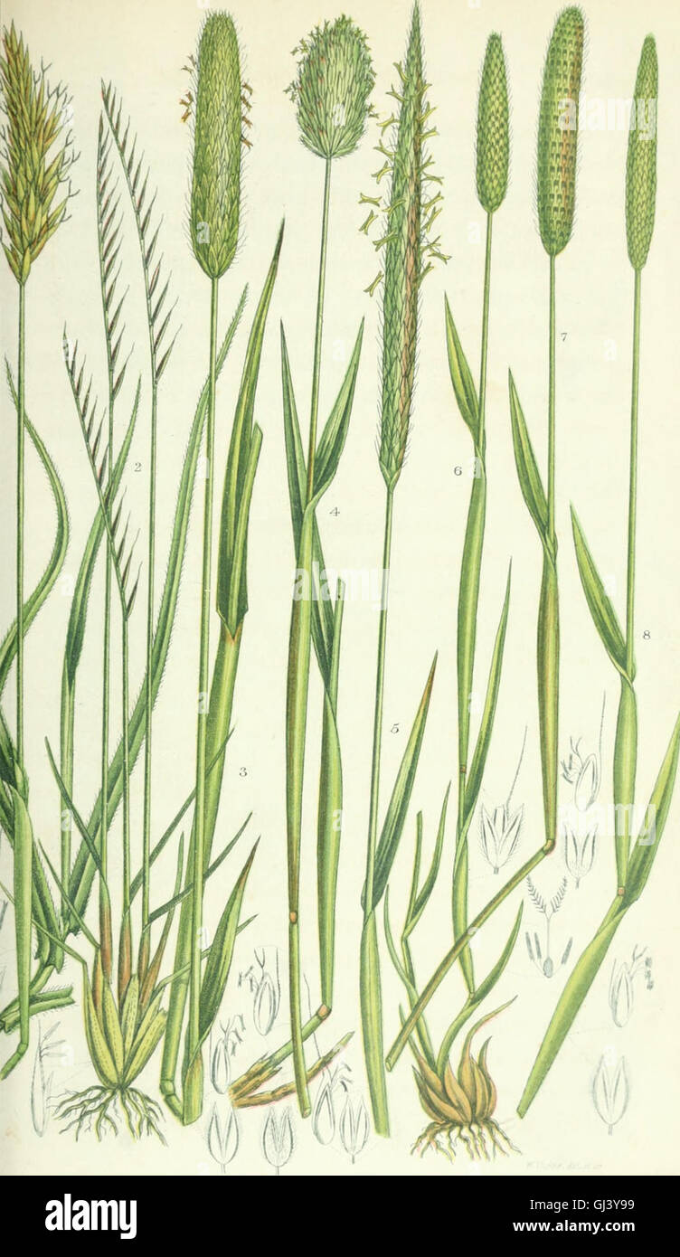 'The British Grasses and Sedges' (1858) is a botanical work documenting ...