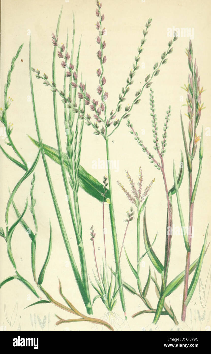 Sedge grass identification hi-res stock photography and images - Alamy