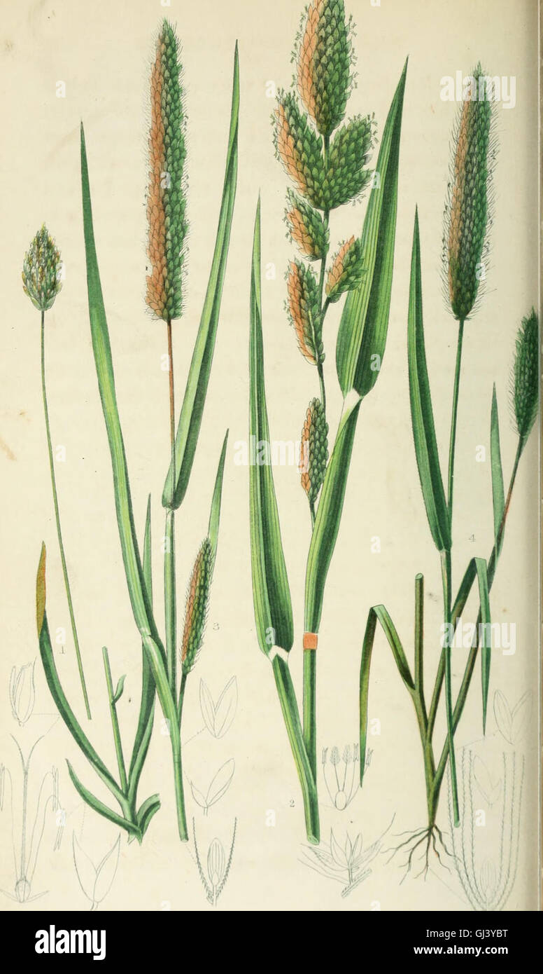 The British Grasses and Sedges, published in 1858, provides a ...