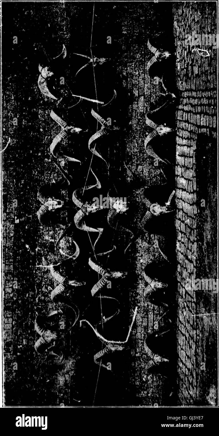 This 1894 microform document discusses the practice of big game ...