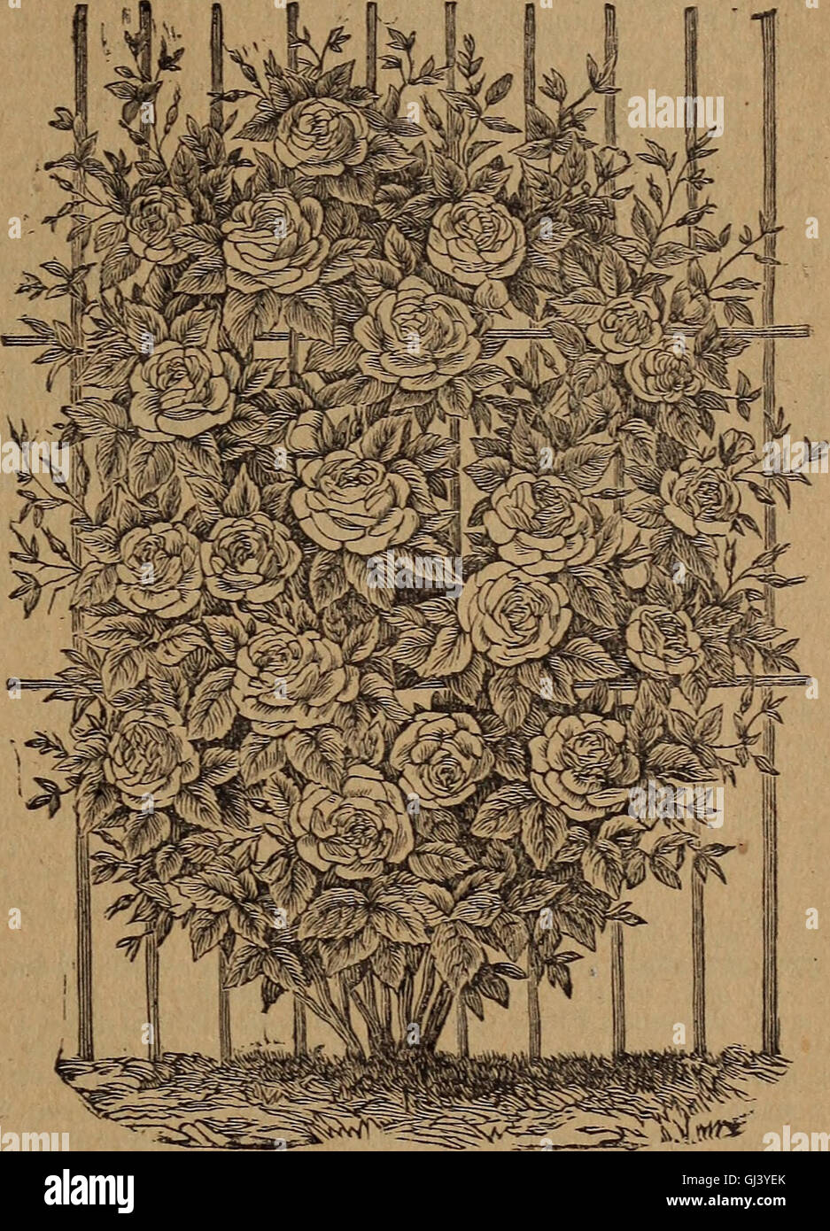'Floral Treasures' (1901) highlights significant flower species, their ...