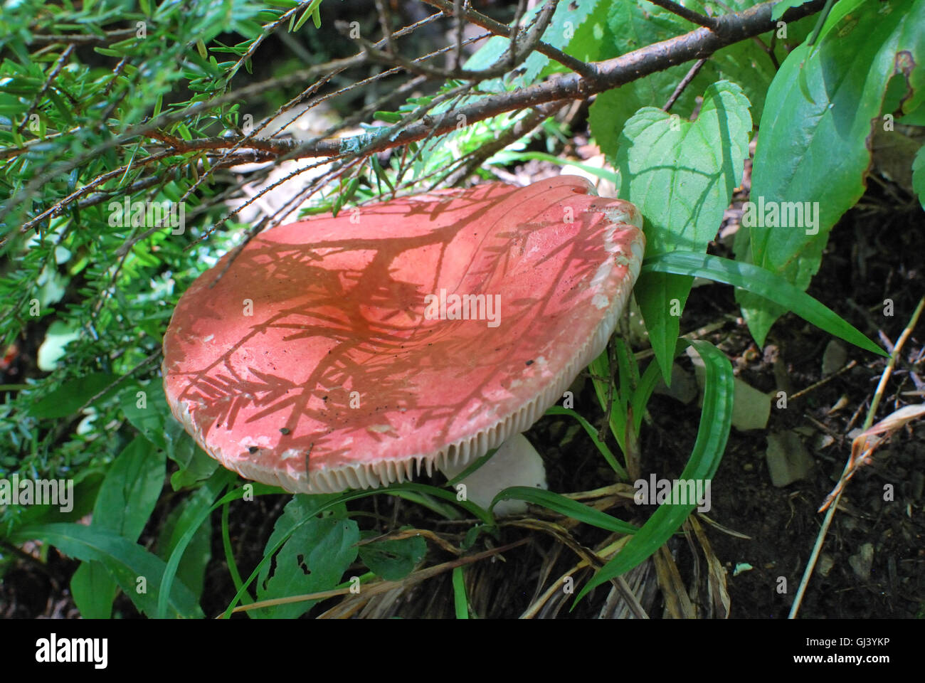 Close-up of large Russela (Red) mushroom Stock Photo - Alamy