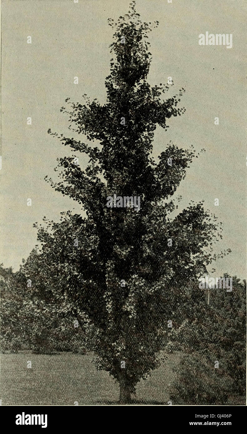 'Trees for Long Island' (1900) is a guide to the identification and ...