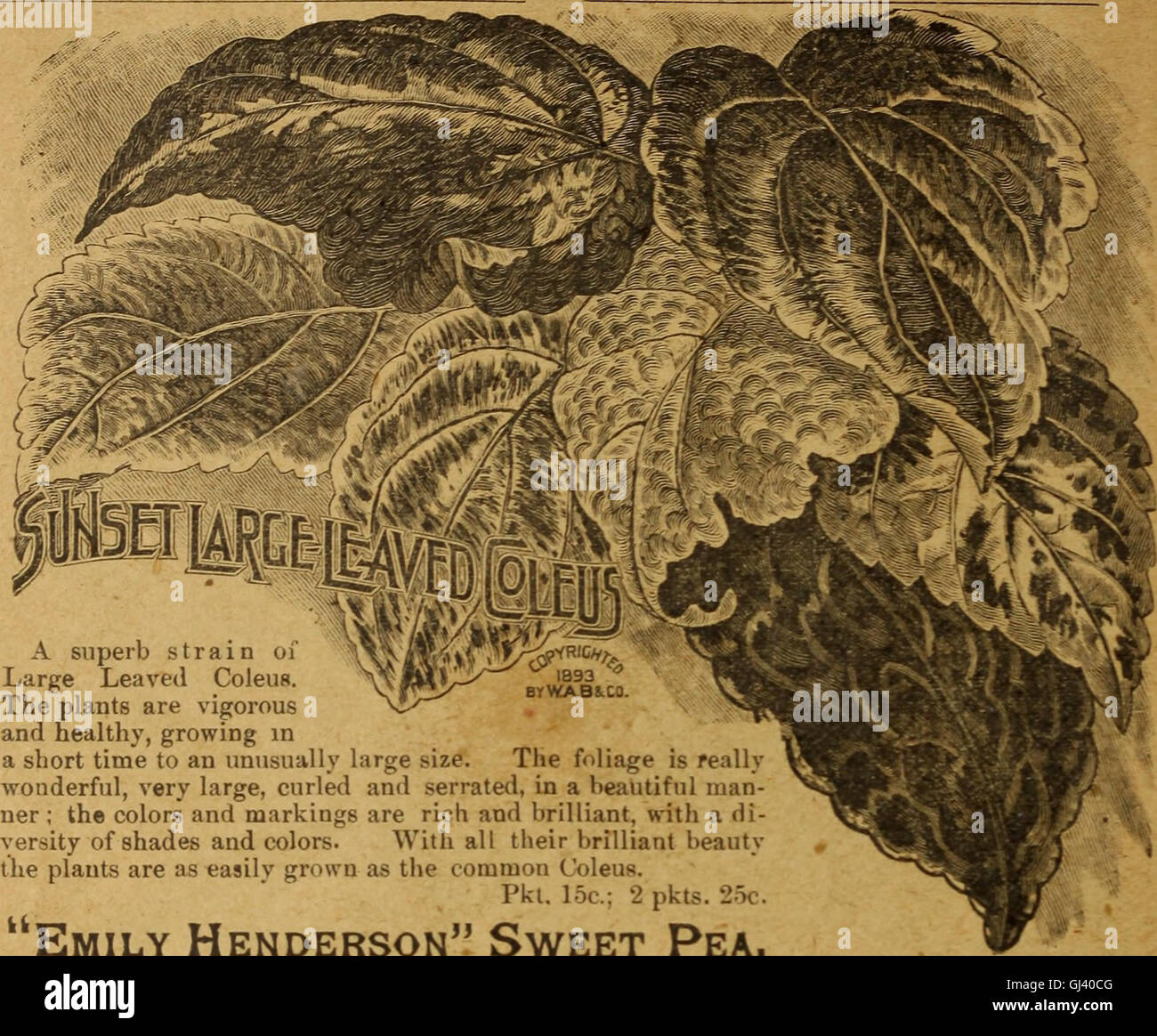 A 1896 catalogue from Weckesser, featuring a wide range of seeds ...