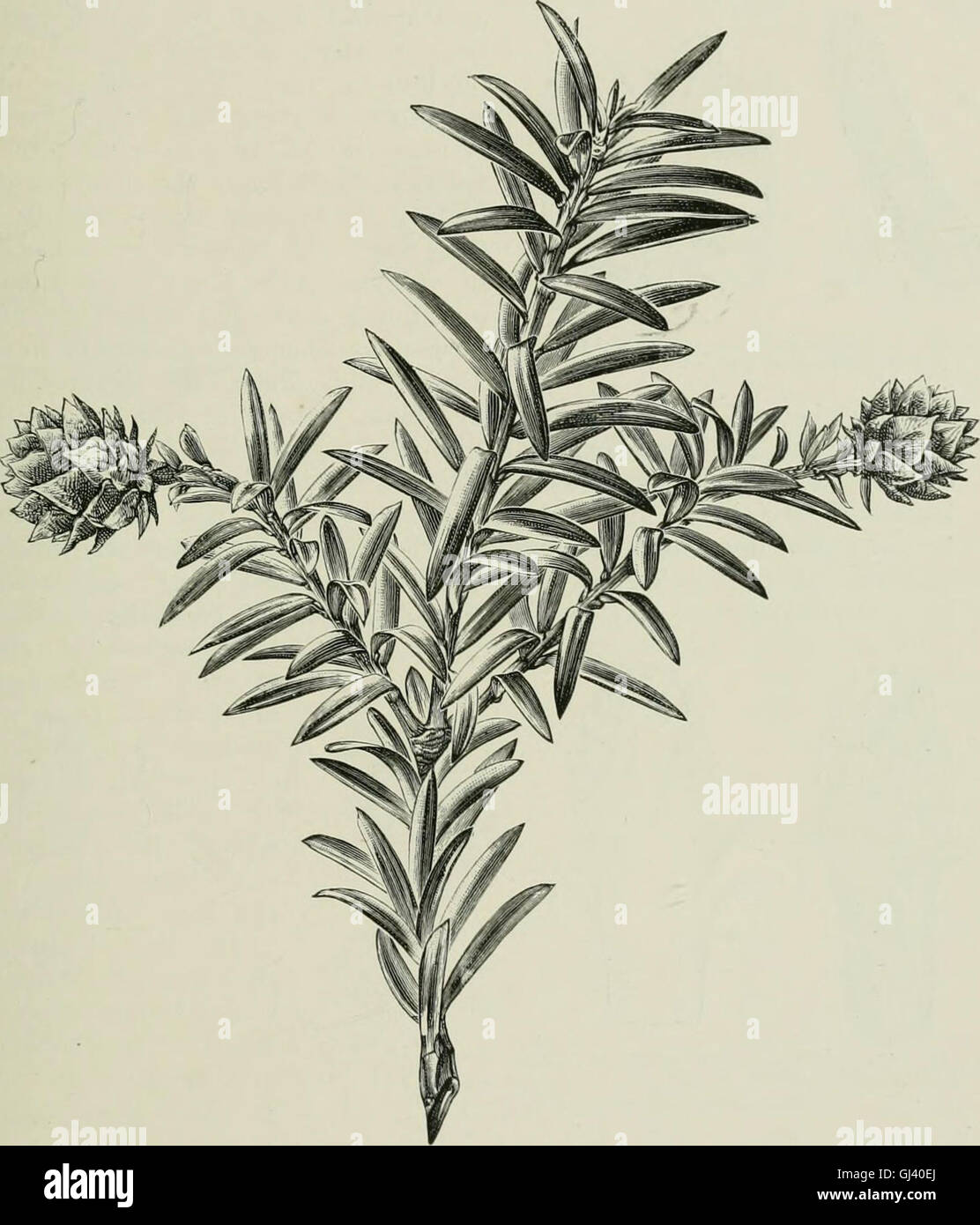 Veitch's Manual of the Coniferae provides an overview of conifer ...