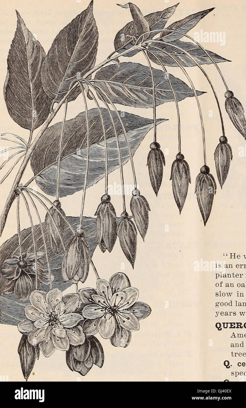 This 1891 catalog provides detailed descriptions of ornamental trees ...