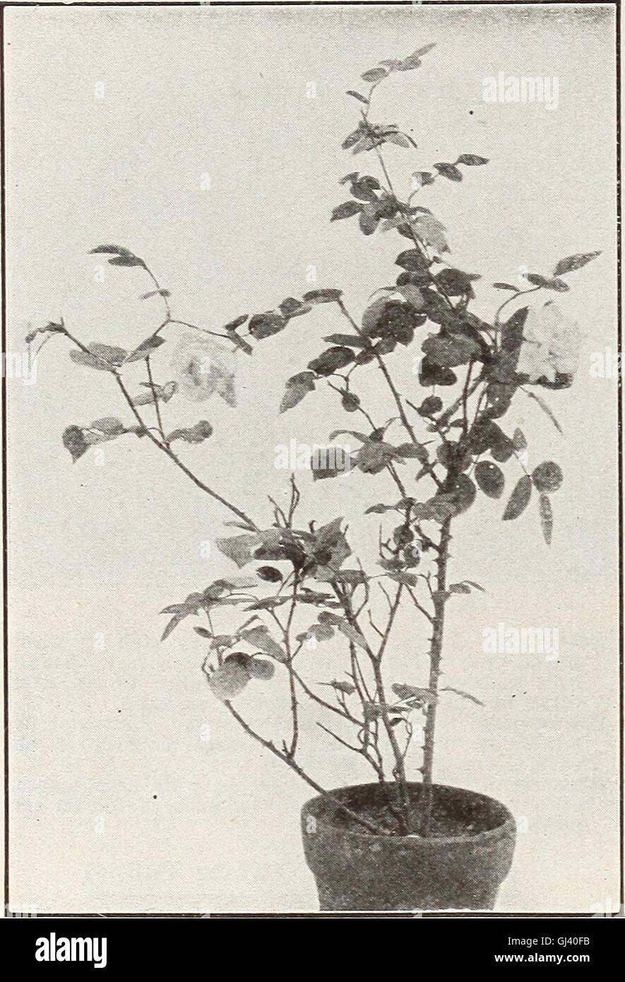 1921 edition hi-res stock photography and images - Alamy