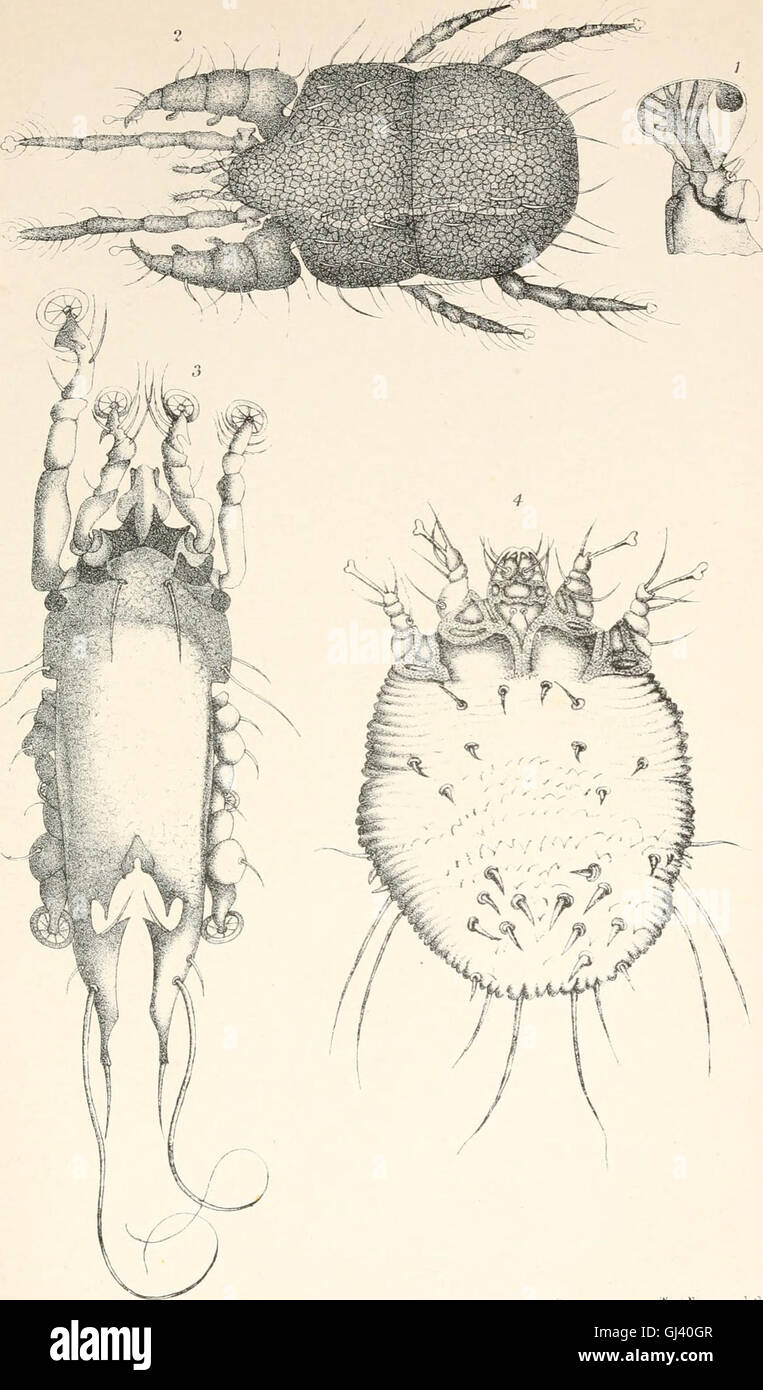 A 1901 work exploring the discoveries made with the microscope ...