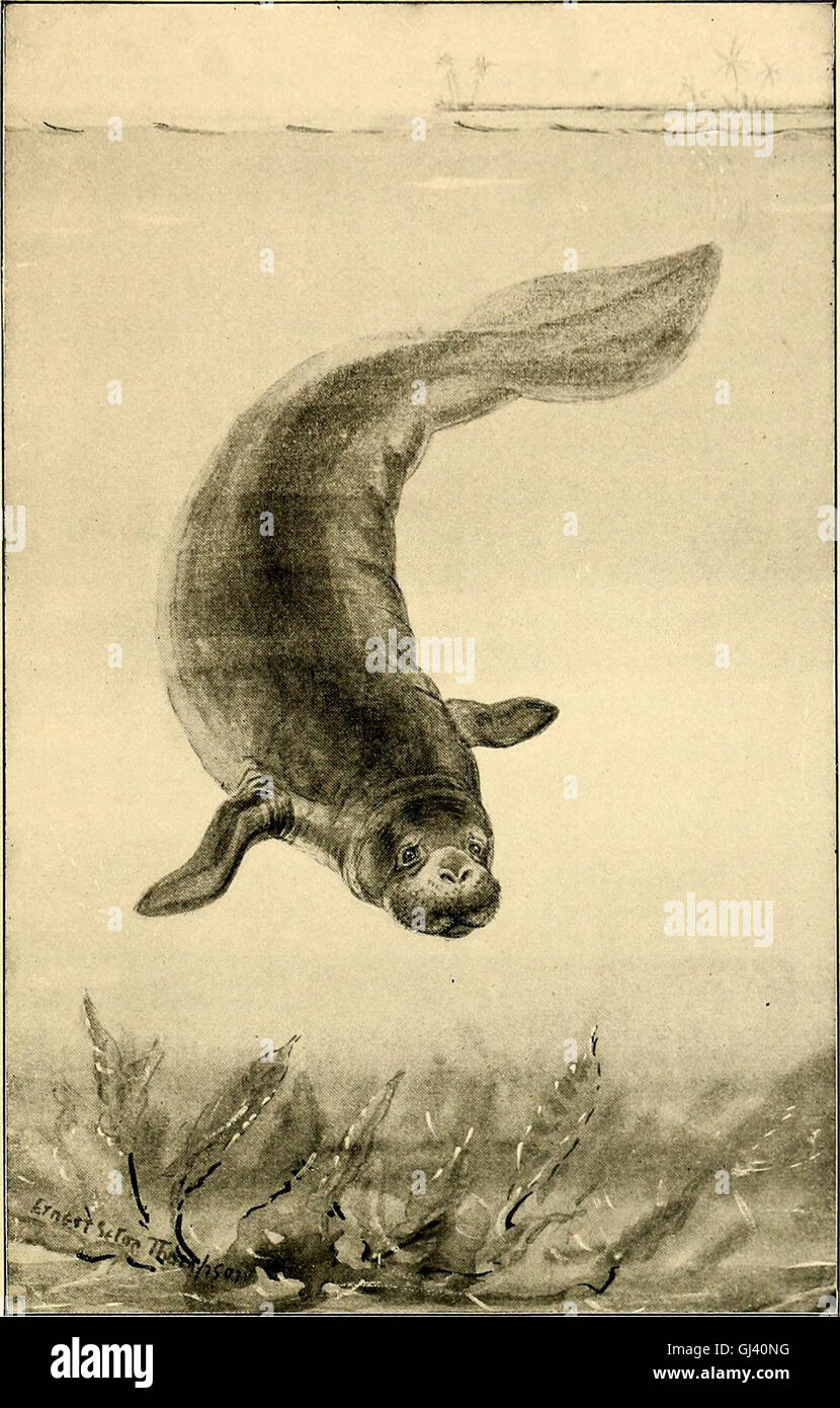 Four footed americans hi-res stock photography and images - Alamy