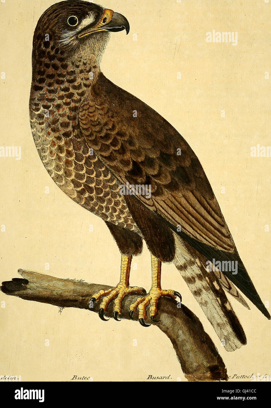 A natural history of birds - illustrated with a hundred and one copper ...