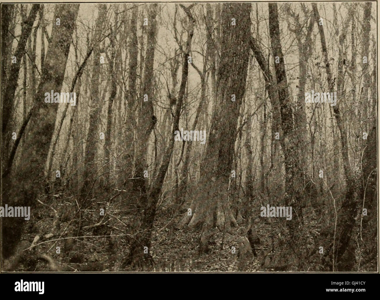 The 1915 manual 'Trees of Texas' offers an illustrated guide to the ...