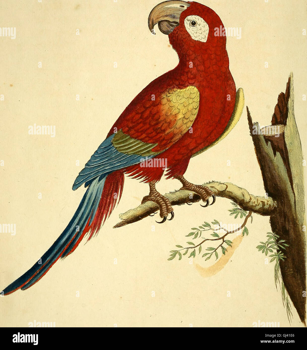 This 1731 work presents a detailed natural history of birds, featuring ...