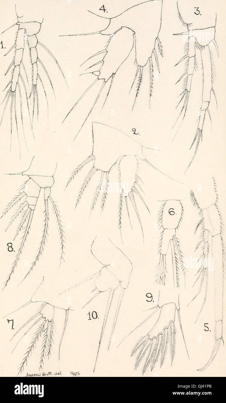 This work provides an in-depth study of the crustaceans found in the ...