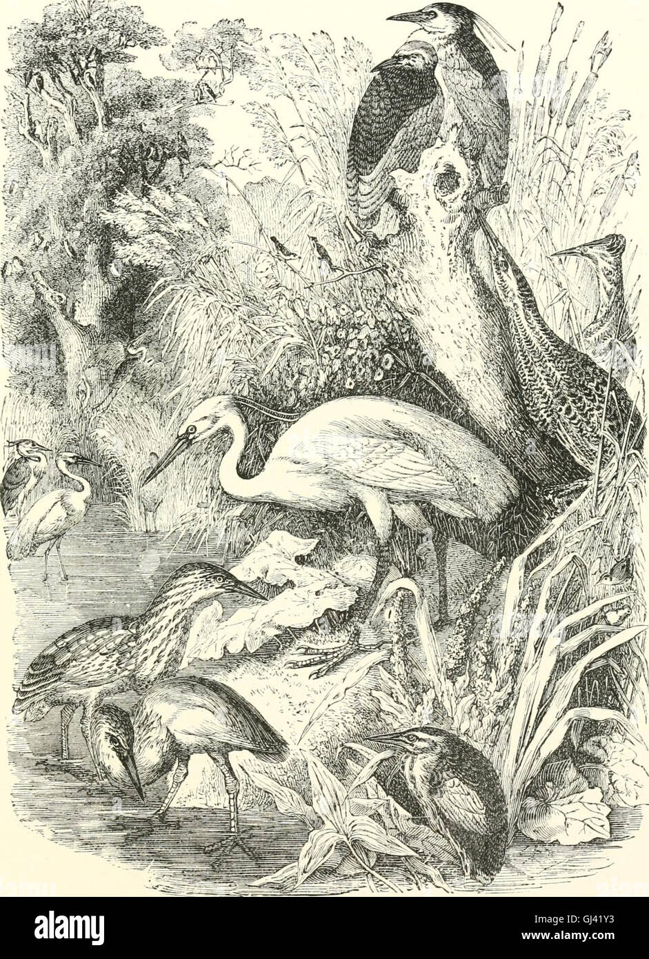 This 1874 book offers stories about various bird species from both land ...