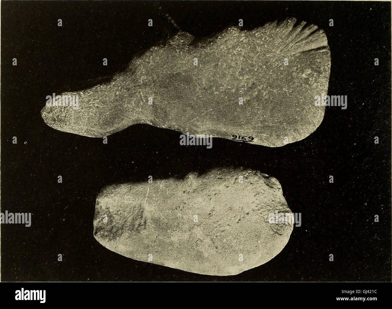 This 1915 report documents the exploration of a Munsee cemetery near ...