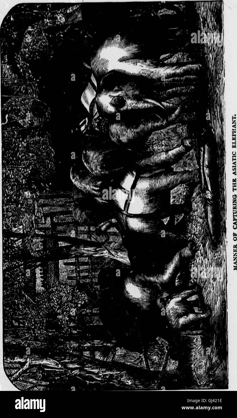 Sea land natural history Black and White Stock Photos & Images - Alamy