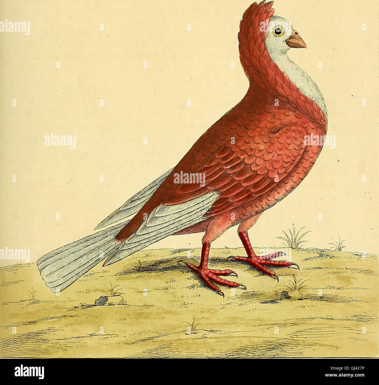 A Natural History of Birds (1731) is a detailed study of various bird ...