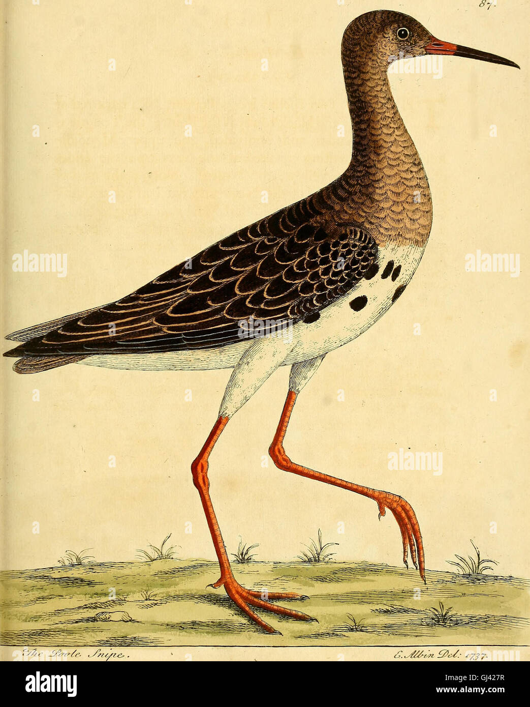 This 1731 work provides a detailed natural history of birds ...