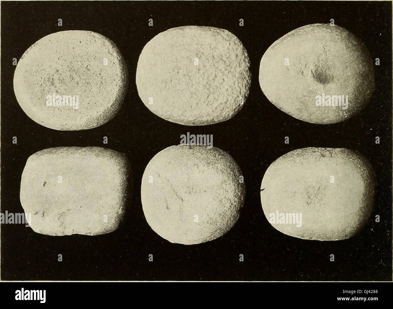 This 1915 study focuses on the exploration of a Munsee cemetery near ...