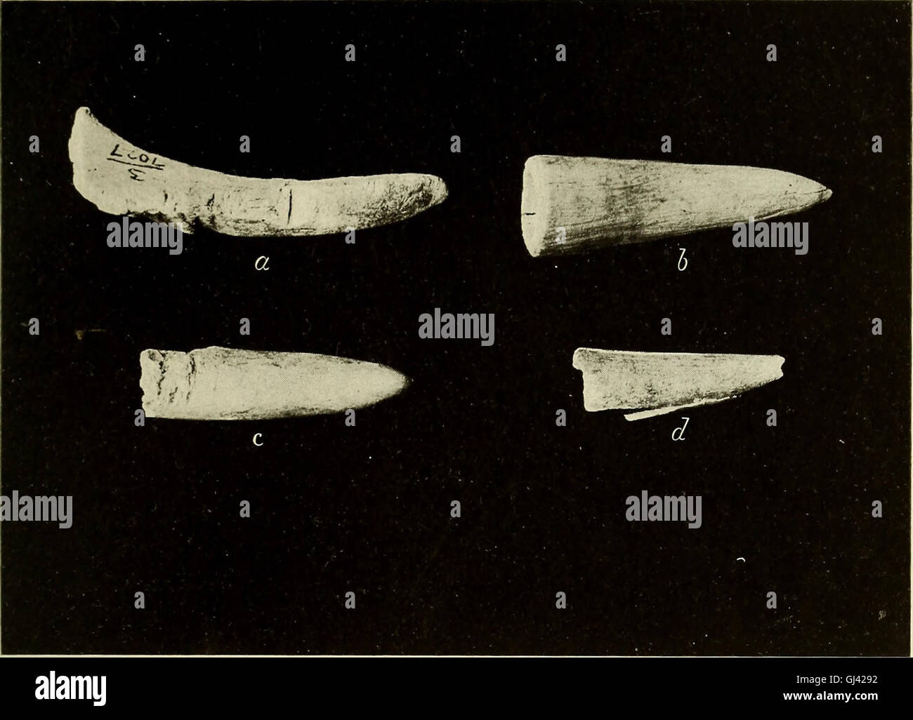 This 1915 study documents the exploration of a Munsee Native American ...